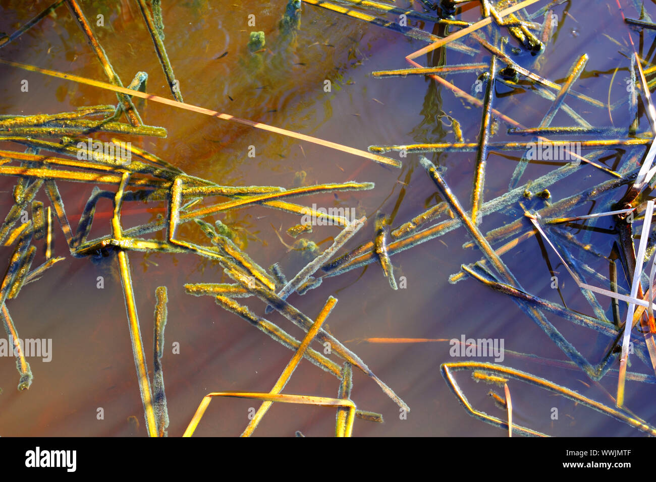 mangrove swamp tropical water detail in national reserve sian kaan ...