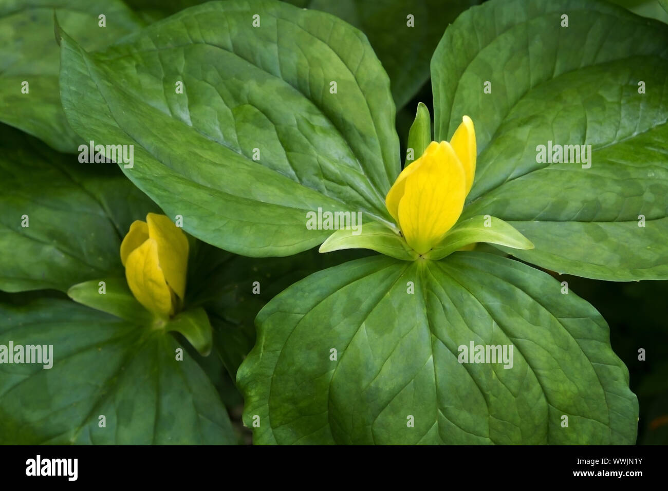 Forest lily (Trillium grandiflorum Stock Photo - Alamy
