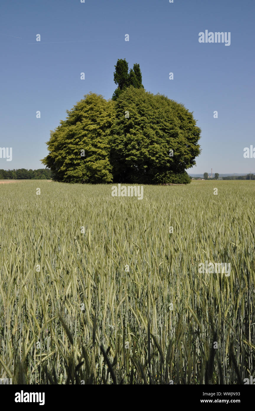 Trees in a field Stock Photo - Alamy