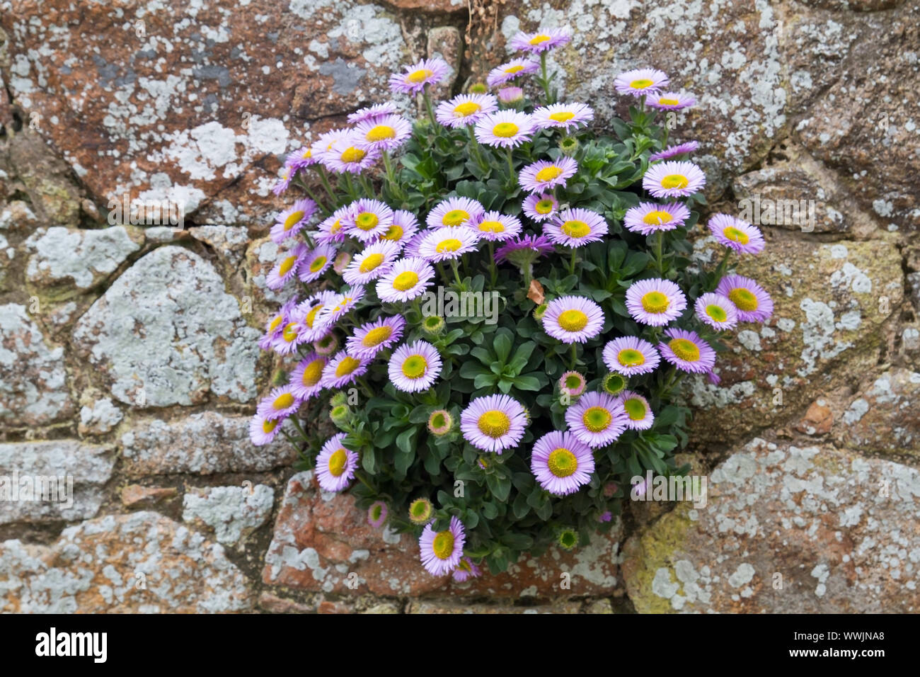 Fine-beam louvre (Erigeron glaucus) on a wall Stock Photo - Alamy