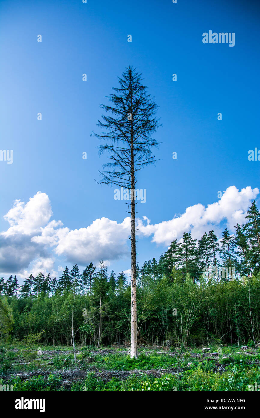 Life tree and birds hi-res stock photography and images - Alamy