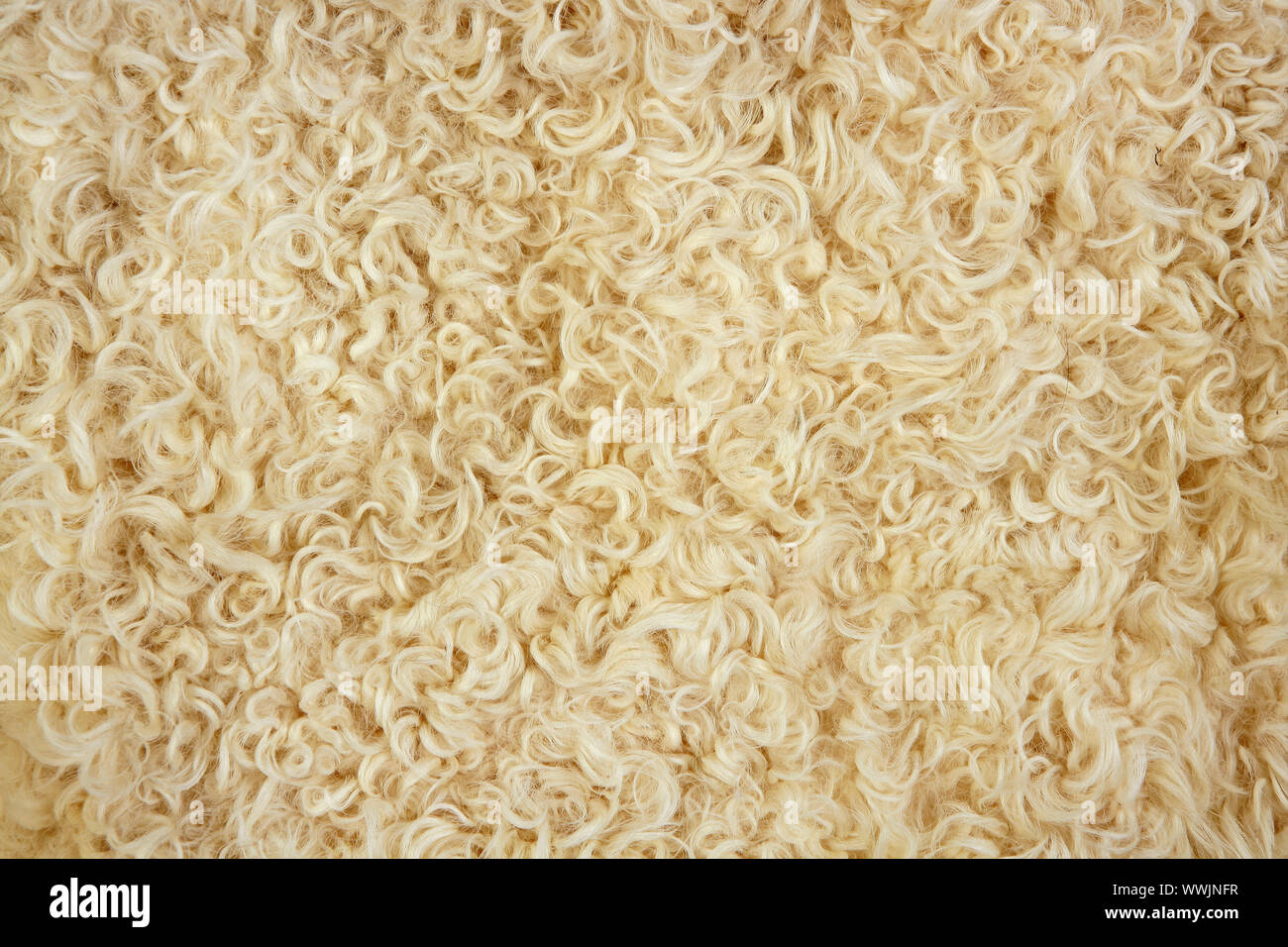 Lamb wool macro texture closeup in cream color fur Stock Photo - Alamy