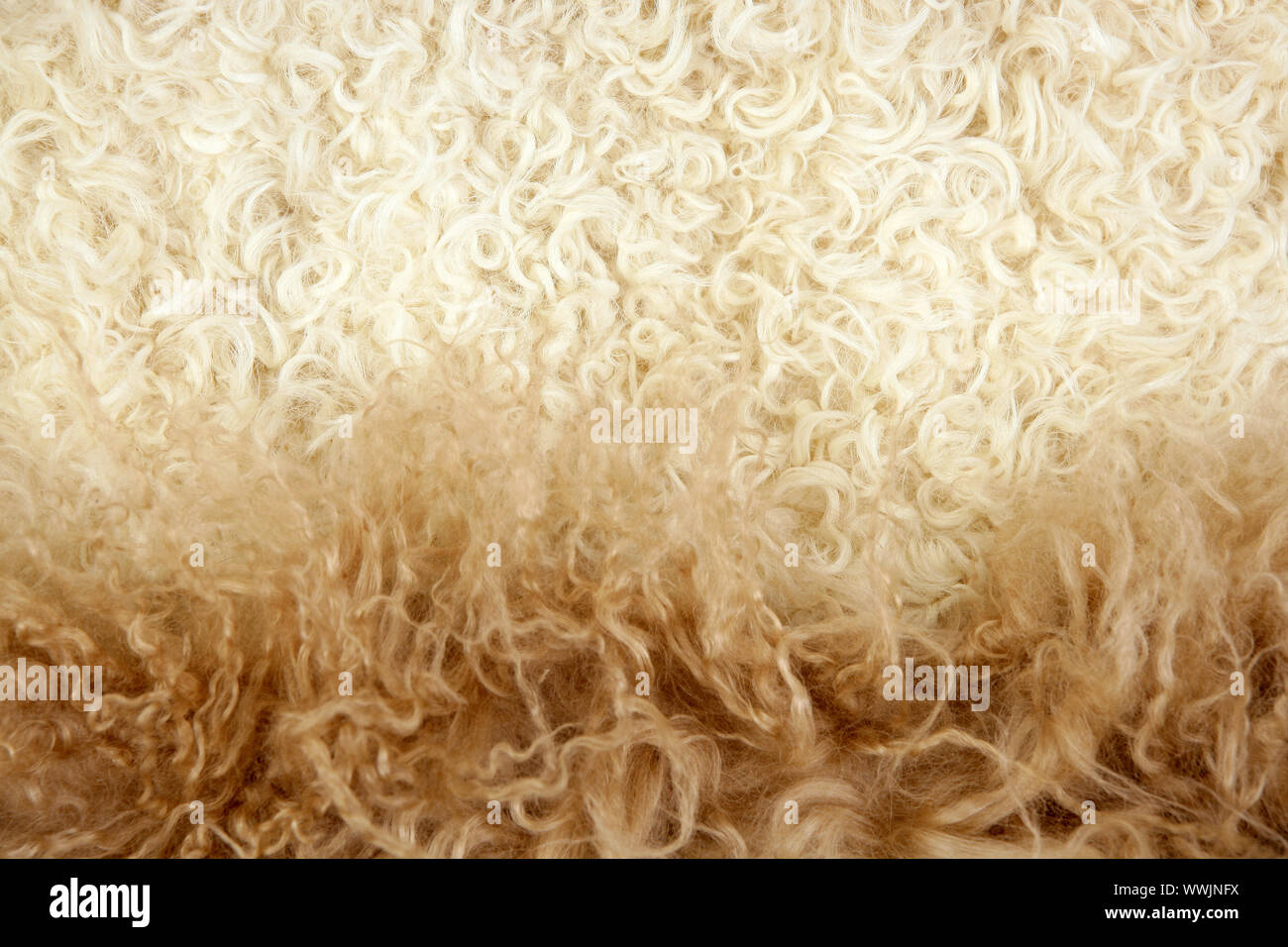 Lamb wool macro texture closeup in cream color fur Stock Photo - Alamy
