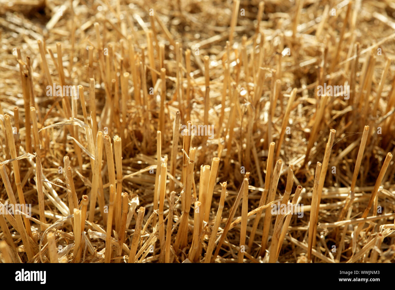 Cutted wheat field soil plant detail in golden color Stock Photo - Alamy