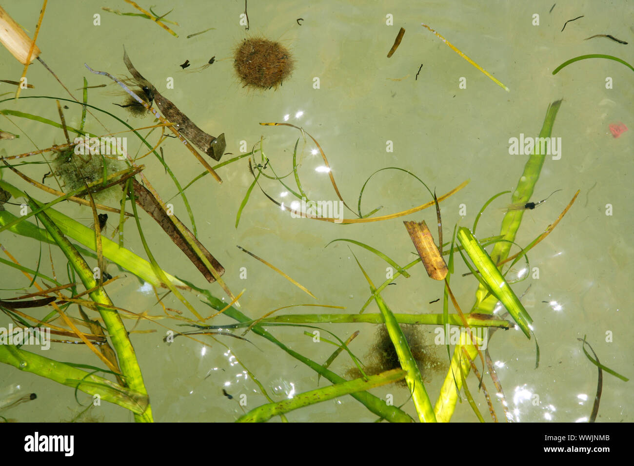 Algae from Mediterranean, green seaweed in the coastline water Stock ...