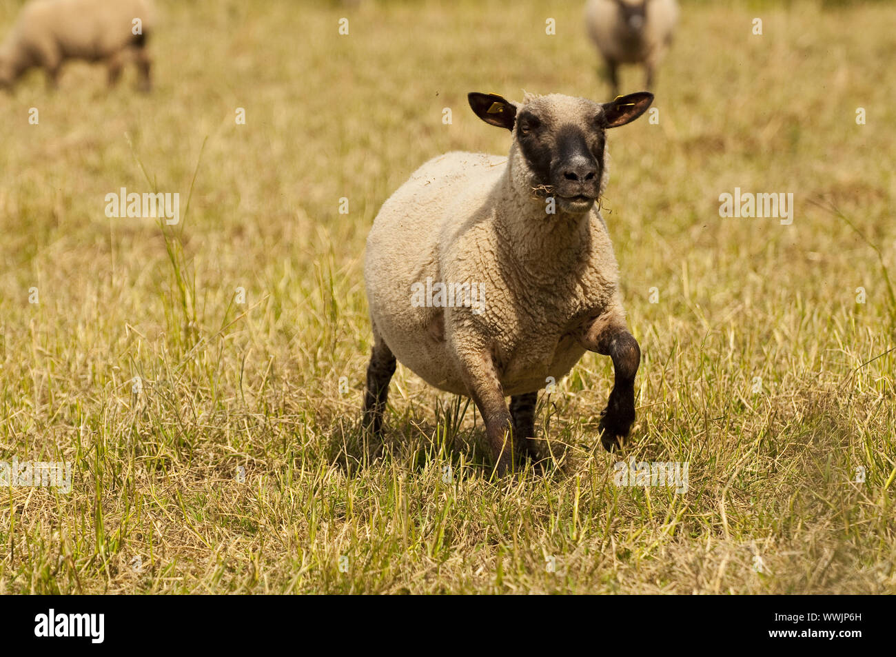 If sheared hi-res stock photography and images - Alamy