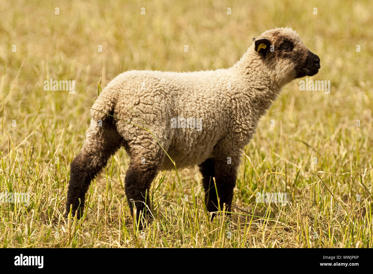 Freshly sheared sheep hi-res stock photography and images - Alamy