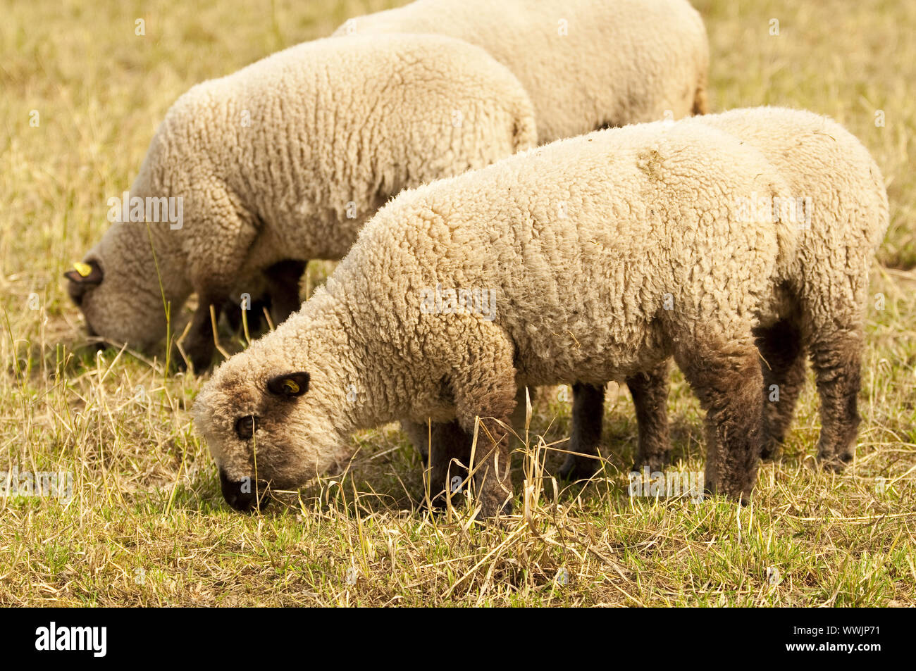 Sheared hi-res stock photography and images - Alamy