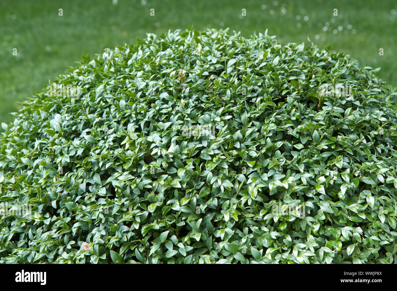 Box tree (Buxus sempervirens Stock Photo - Alamy