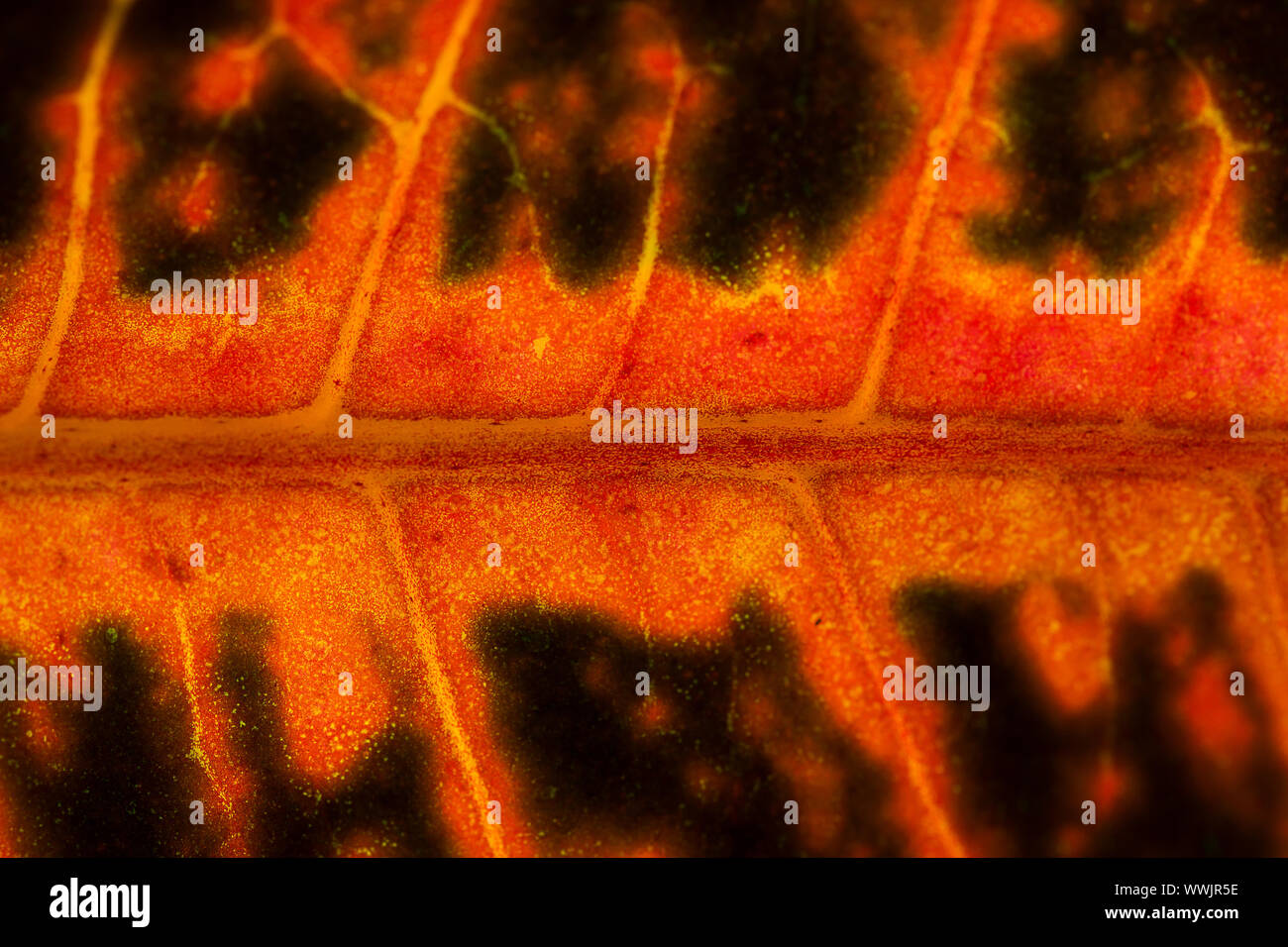 Abstract red leaf texture background Stock Photo - Alamy
