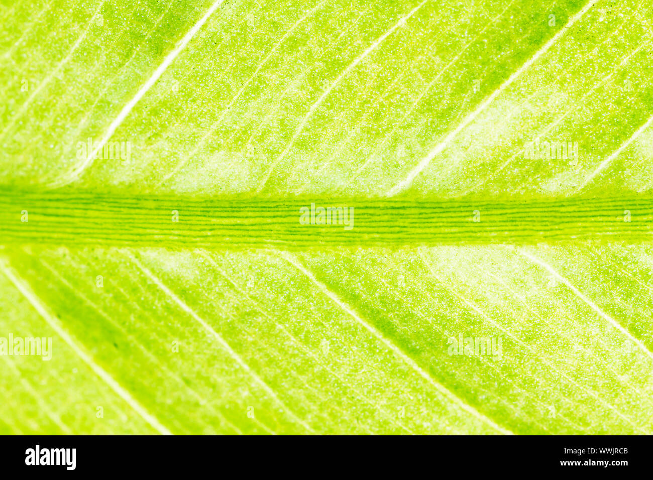 Abstract green leaf texture background Stock Photo - Alamy