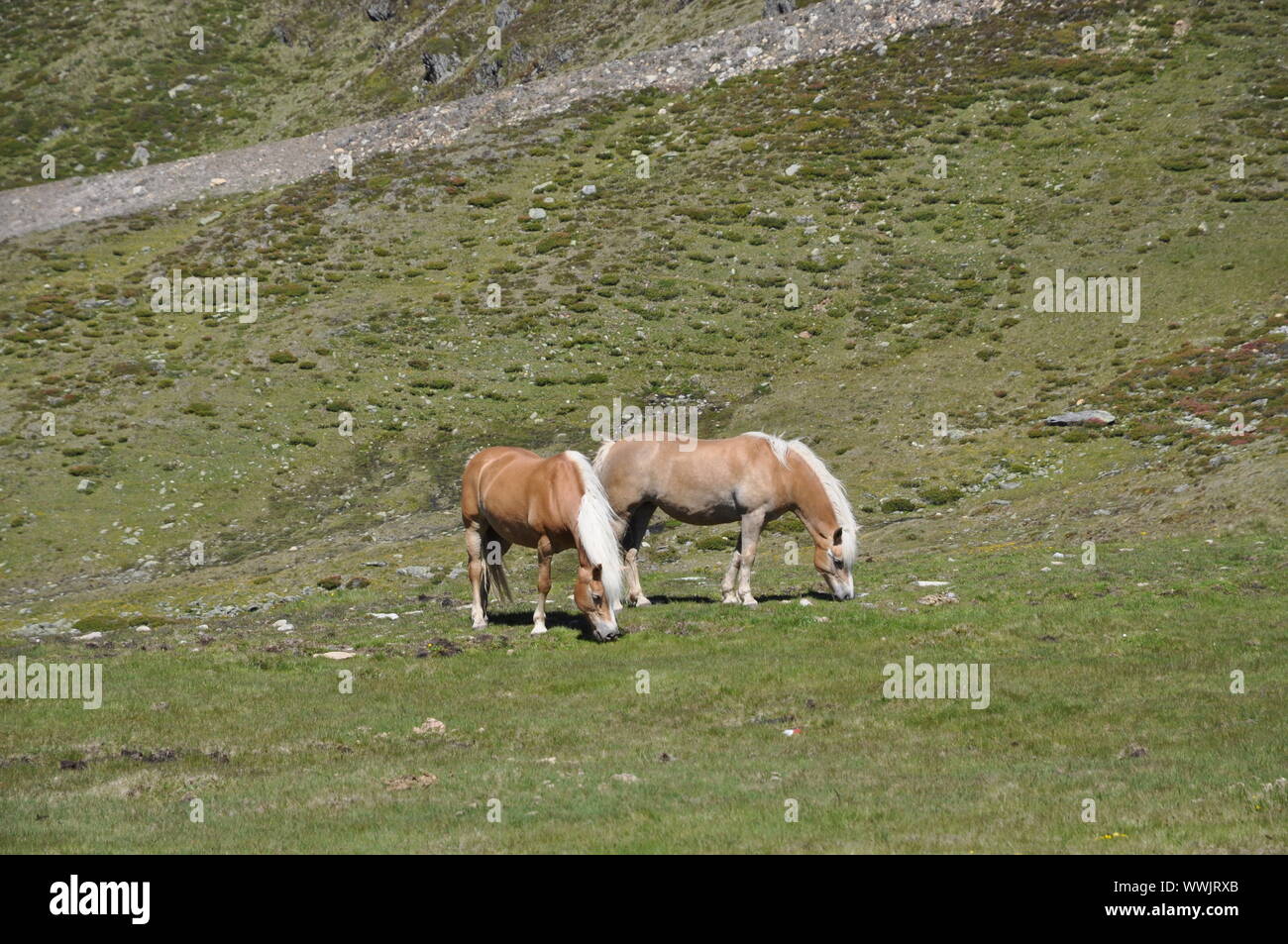 Haflinger austria hi-res stock photography and images - Alamy