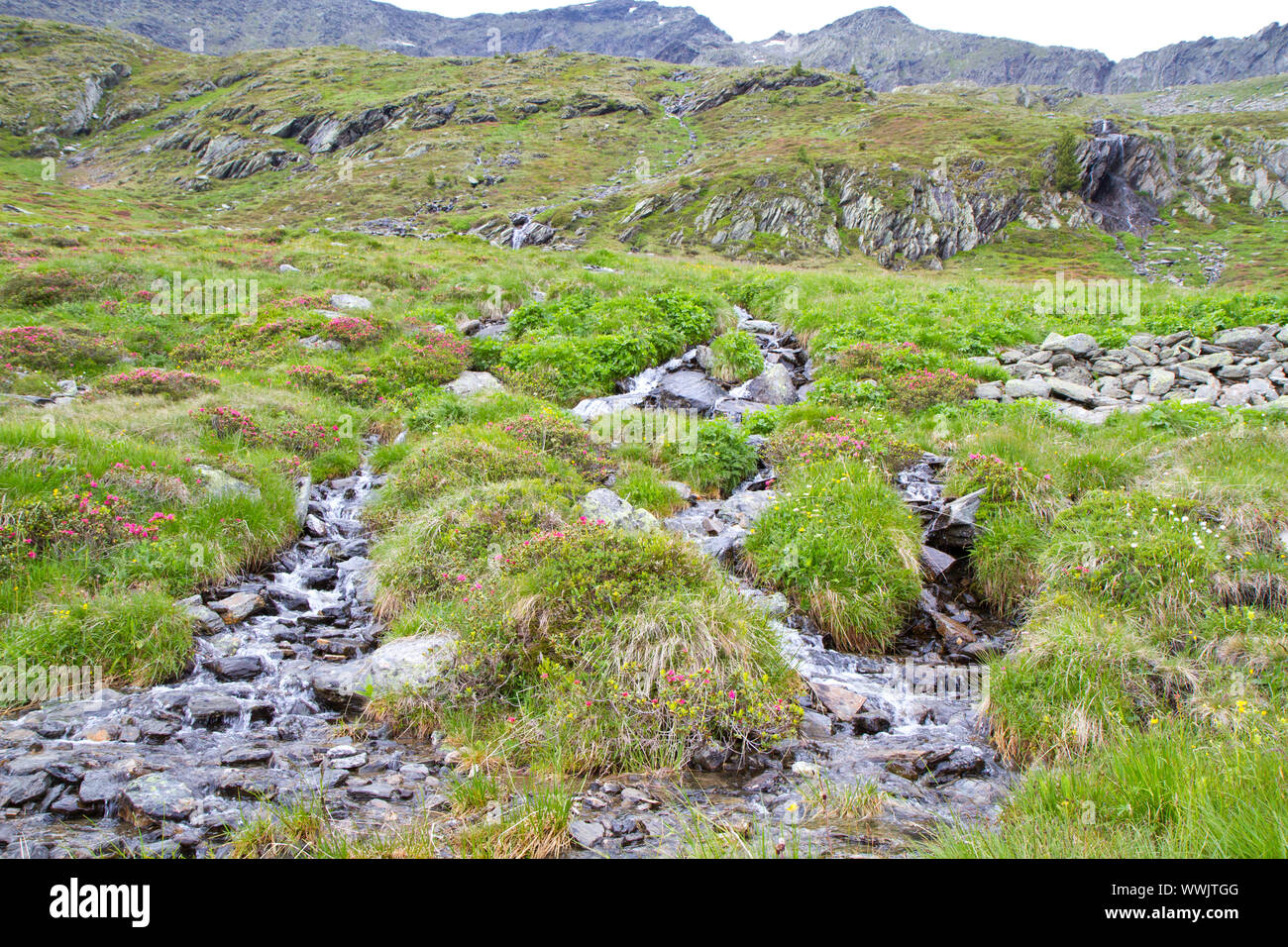Mountain stream crosses an alpine meadow Stock Photo - Alamy
