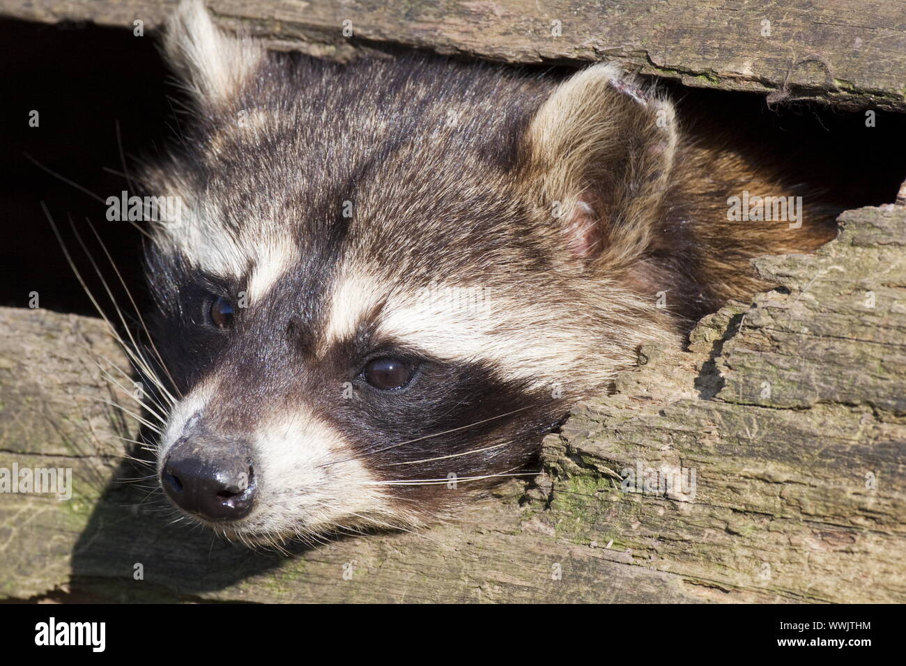 wild boar, germany Stock Photo - Alamy