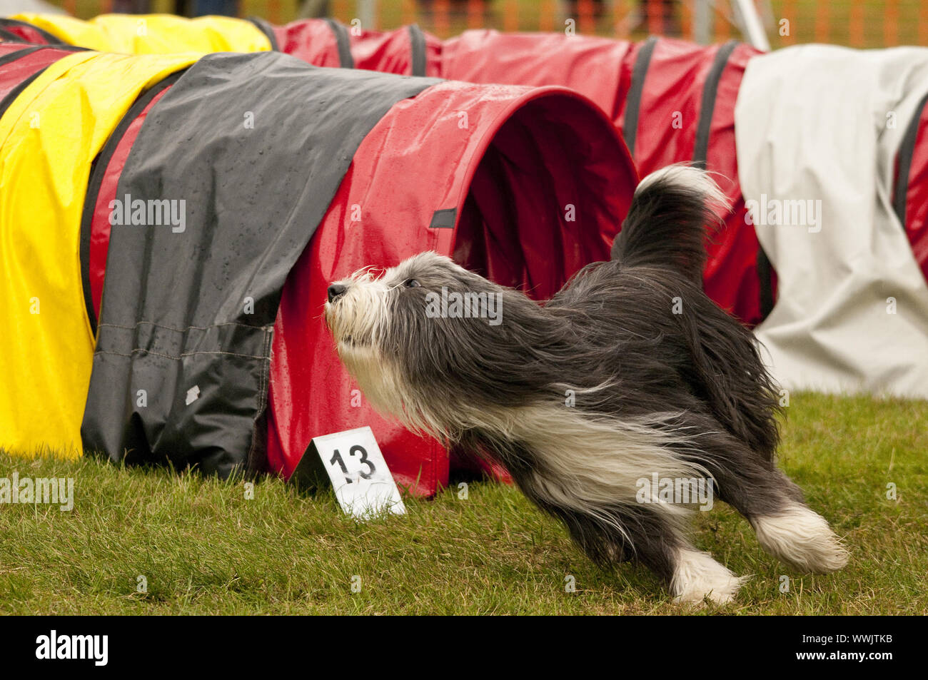 Dog in the Agility Parcours Stock Photo - Alamy