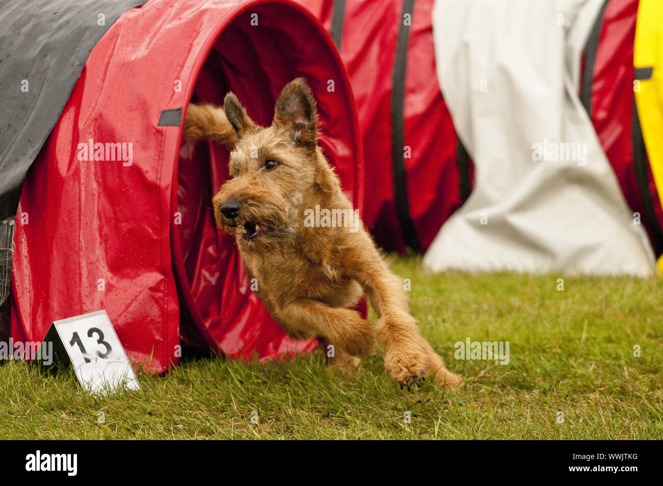 Dog in the Agility Parcours Stock Photo - Alamy