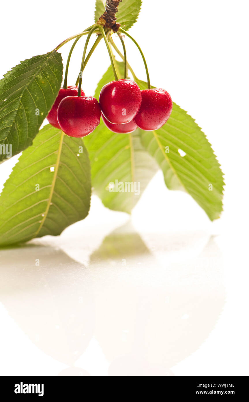 Fresh cherries on a white background Stock Photo - Alamy