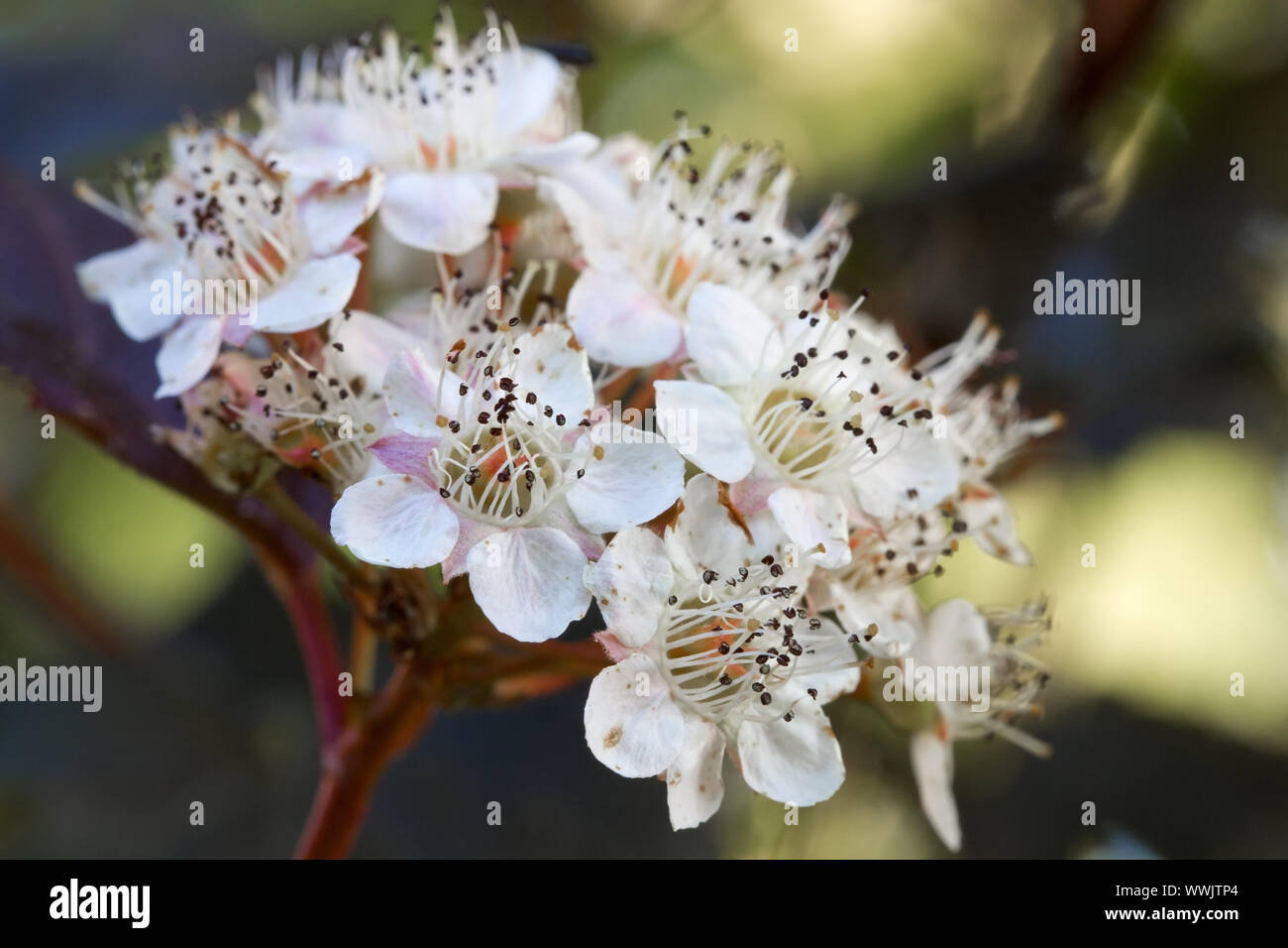 Devil's Bush in Bloom (Physocarpus opulifolius Stock Photo - Alamy