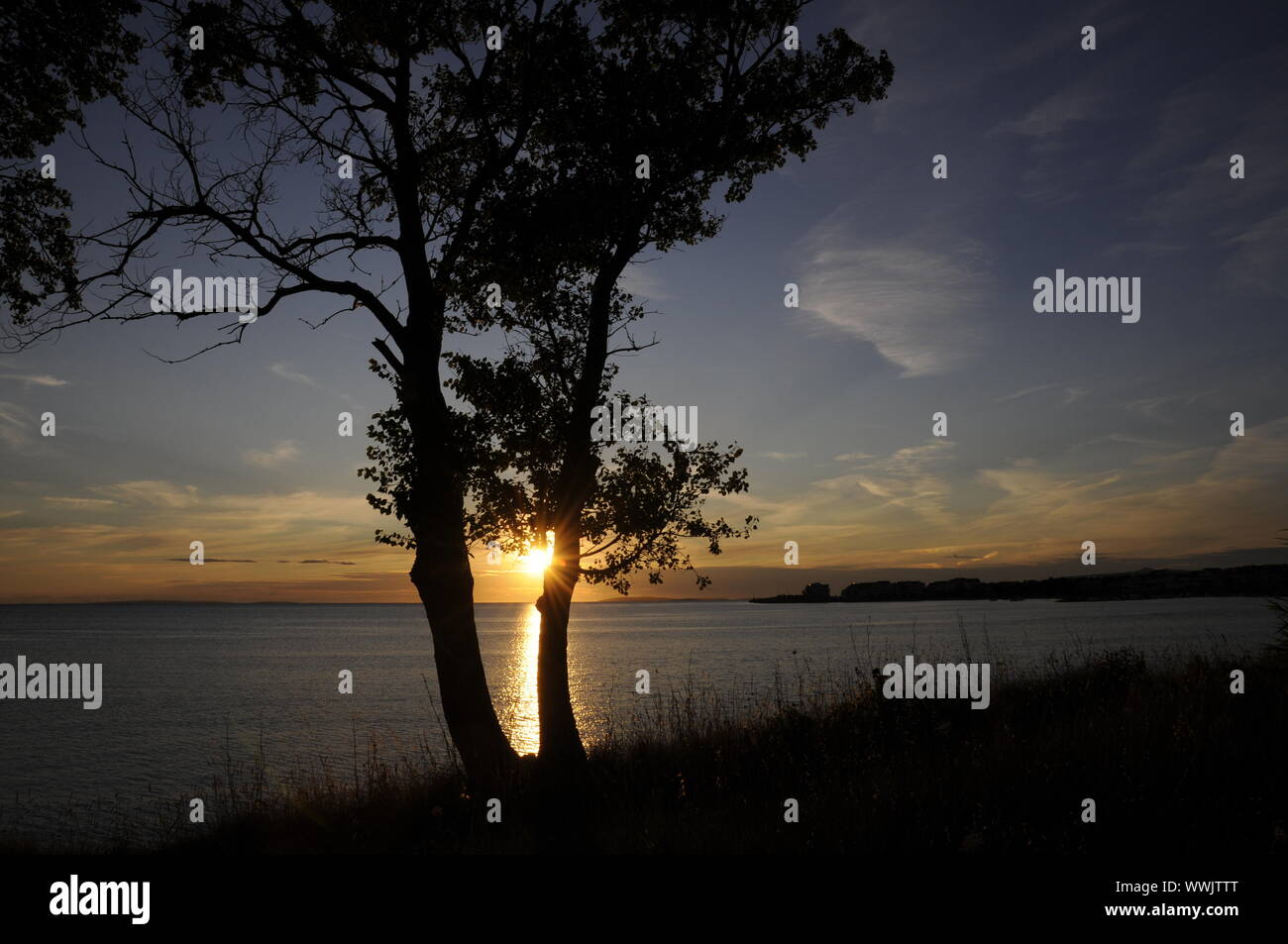 Tree at sunset Stock Photo - Alamy