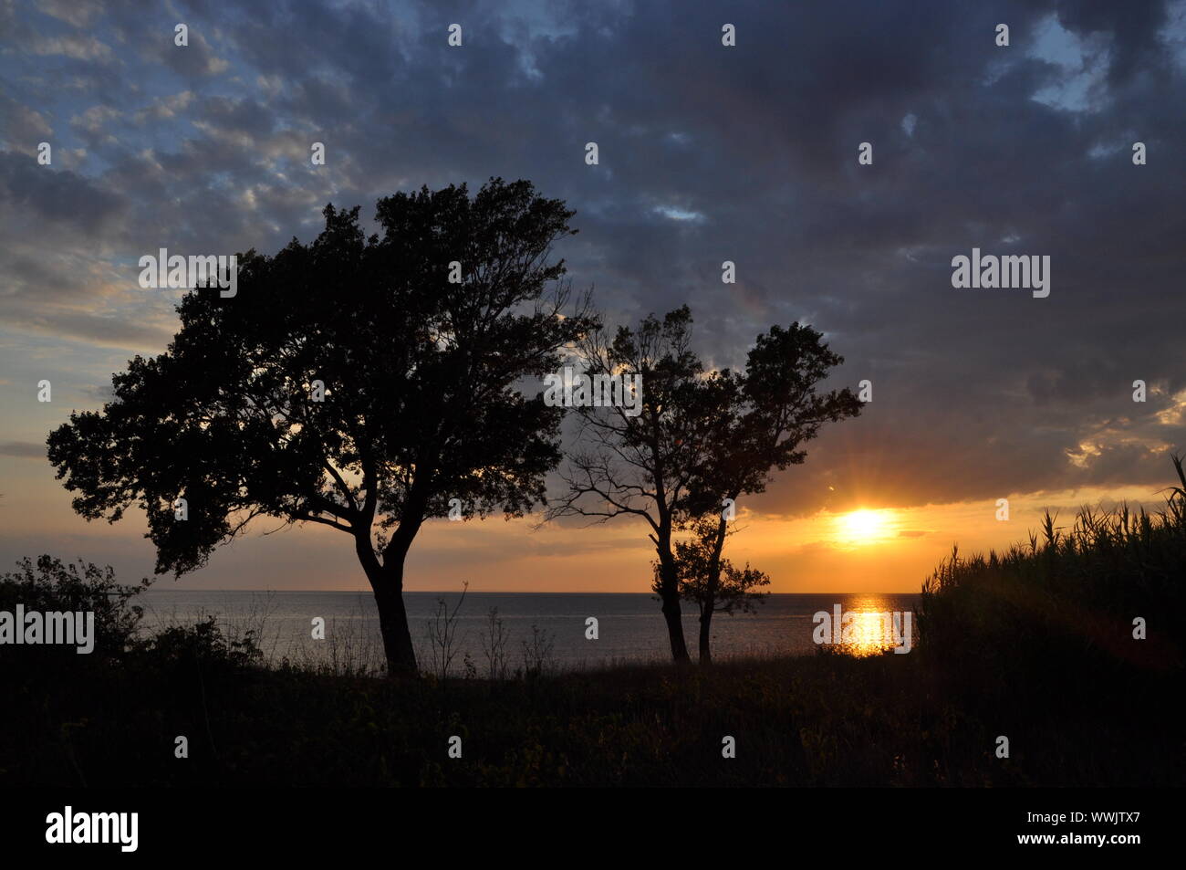 Trees by the sea at sunset Stock Photo - Alamy