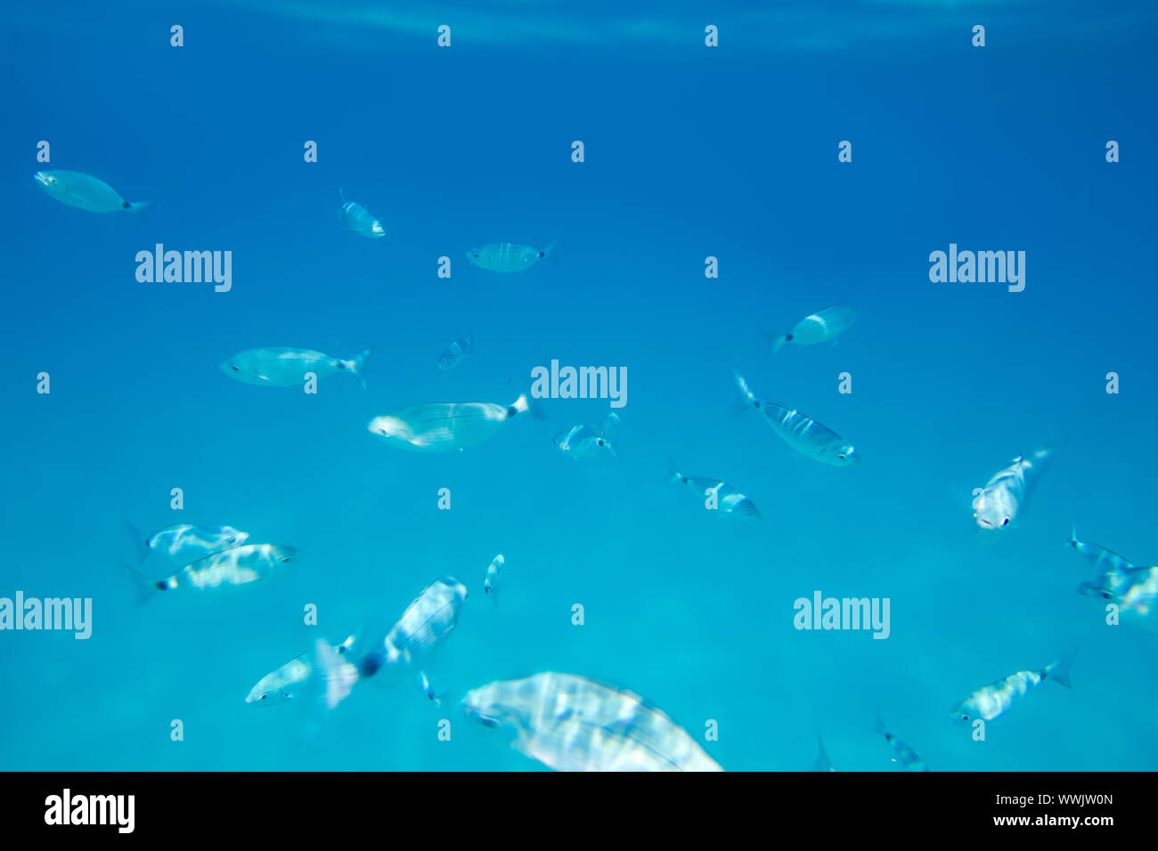 Saddled bream fish school underwater mediterranean in balearic islands ...