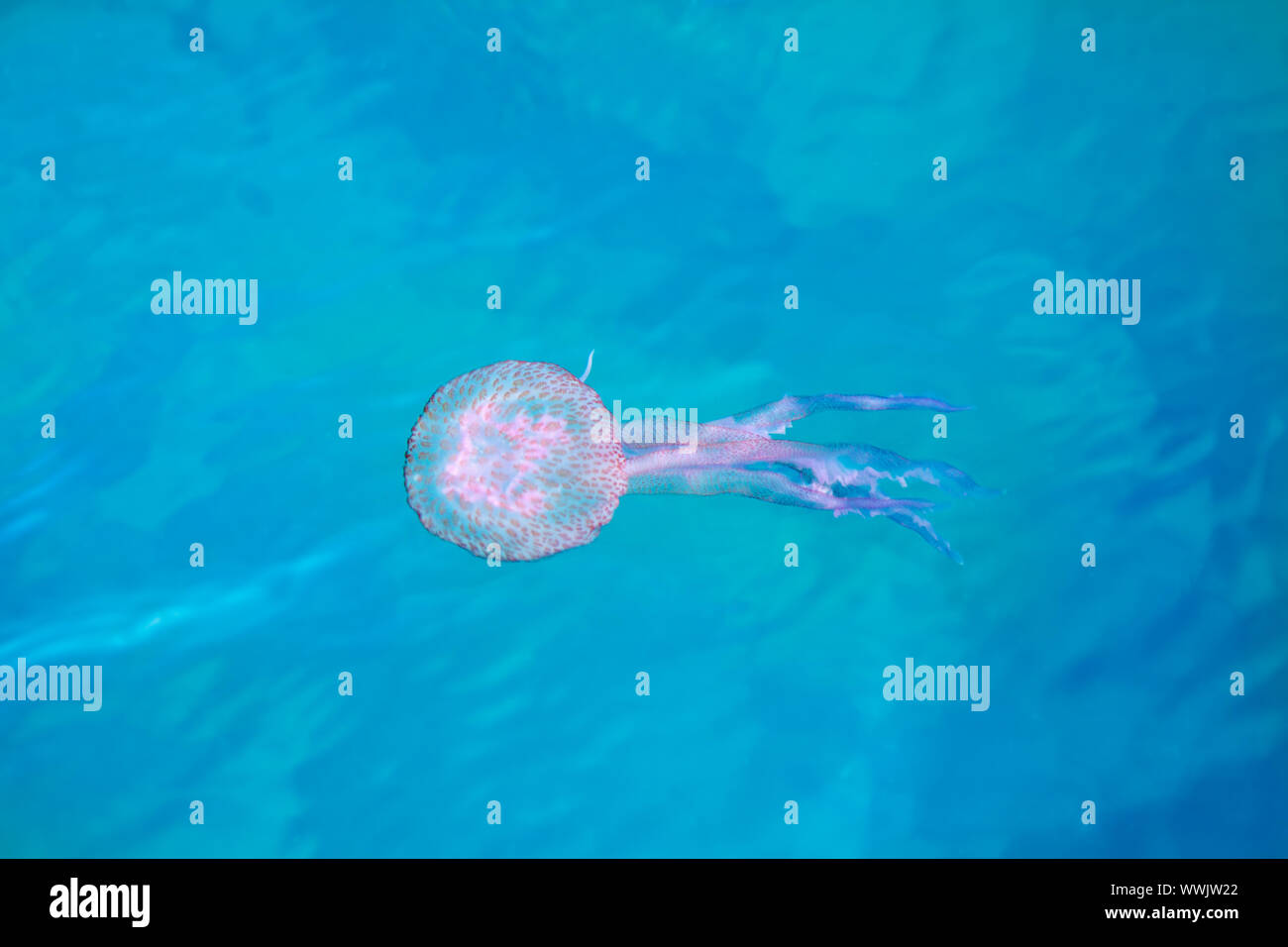 Jelly fish pelagia noctiluca hi-res stock photography and images - Alamy