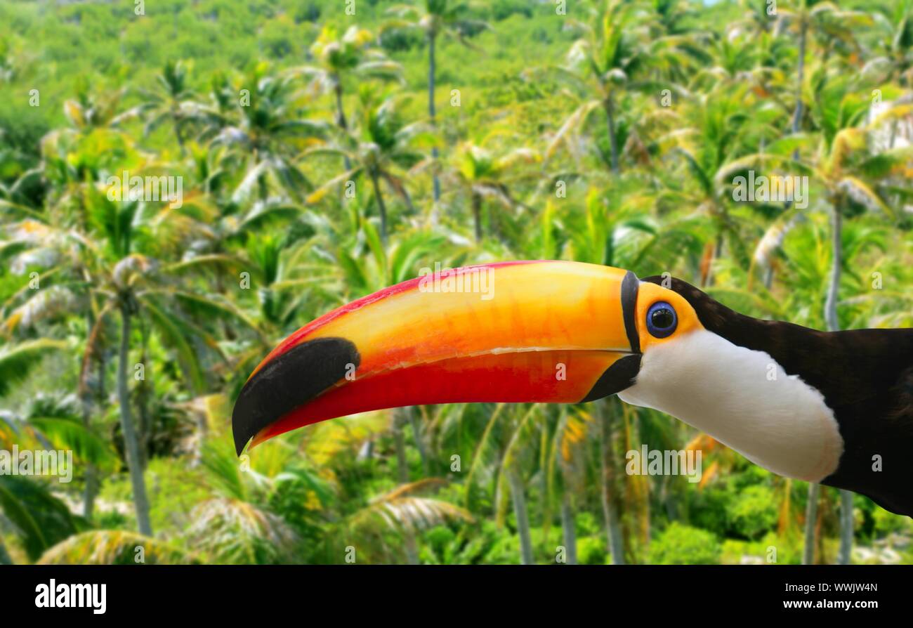 Toco toucan in Palm tree tropical jungle Brazilian bird Stock Photo - Alamy