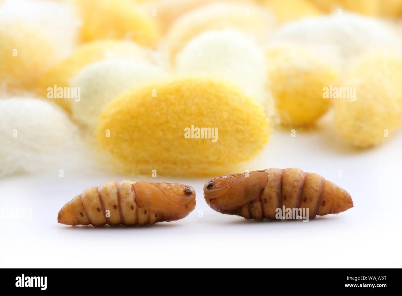 cocoon silkworm many silk worm yellow white Stock Photo - Alamy