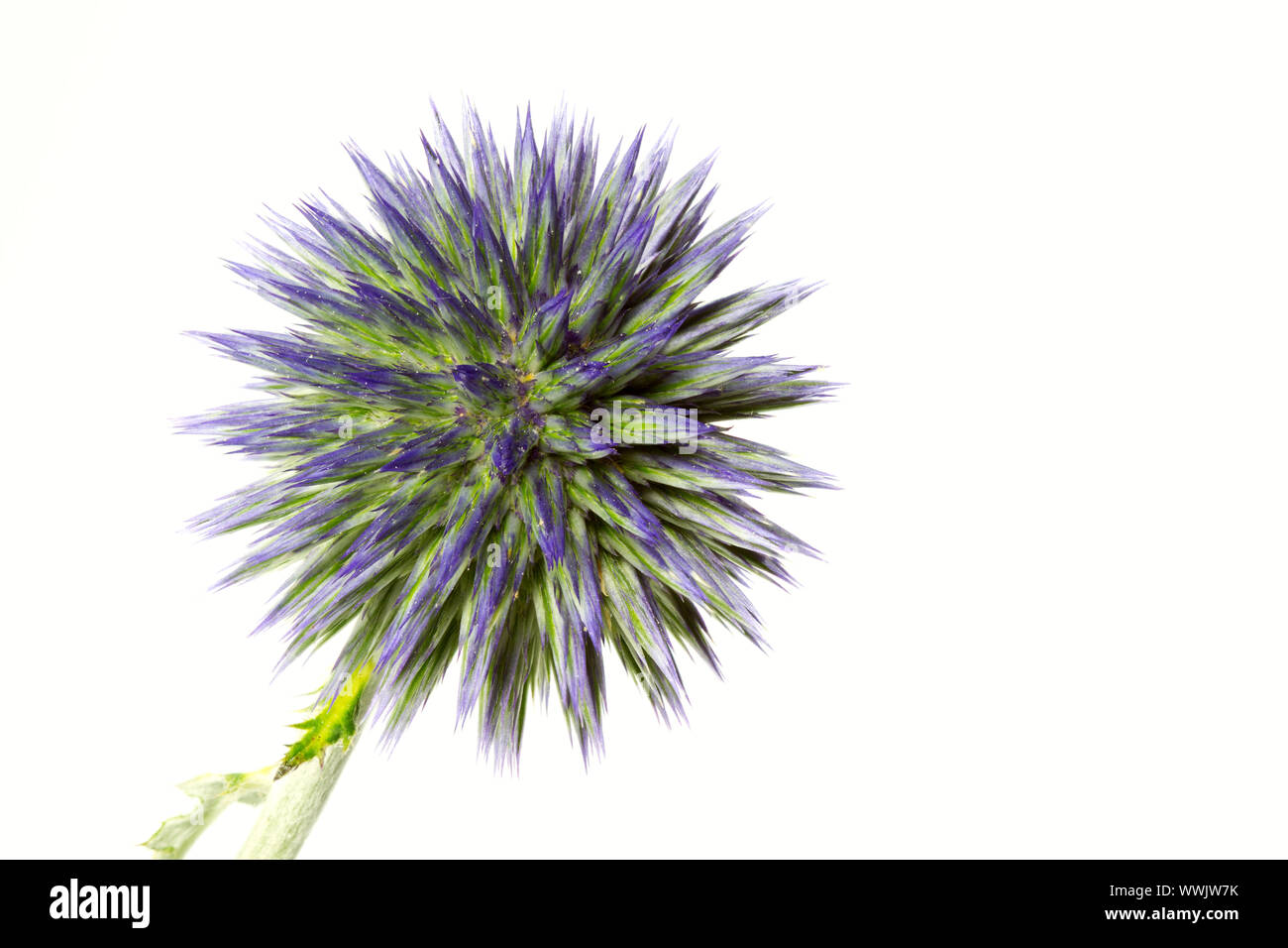 Echinops Cut Out Stock Images & Pictures - Alamy