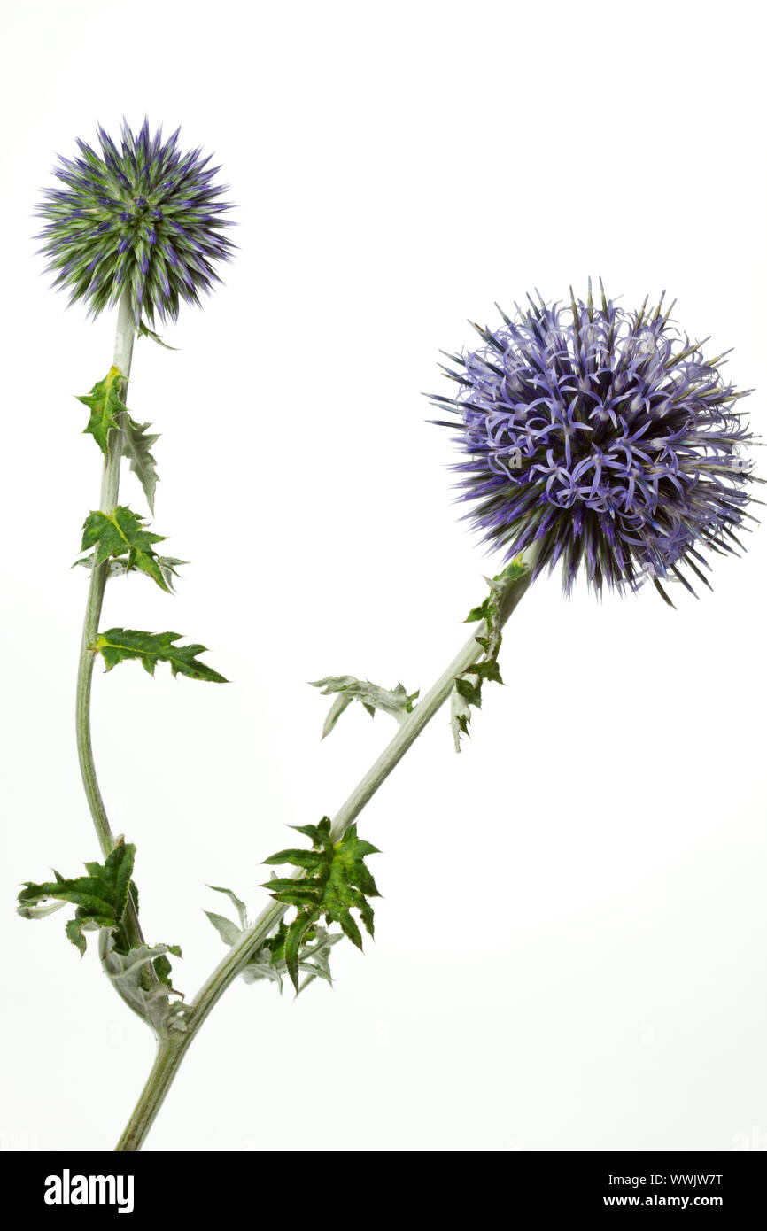 Blue ball thistle (Echinops Stock Photo - Alamy