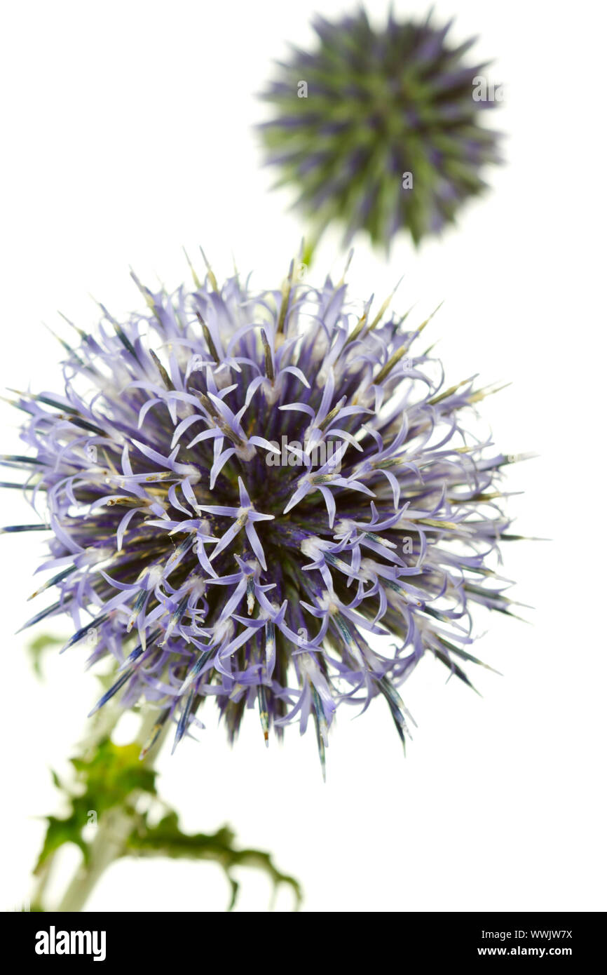 Blue ball thistle (Echinops Stock Photo - Alamy