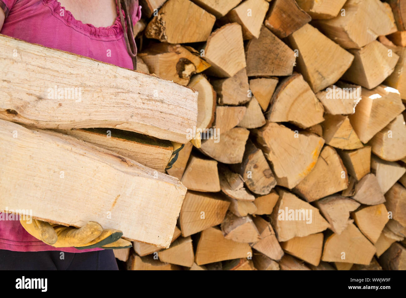 Cross section beech tree trunk hi-res stock photography and images - Alamy