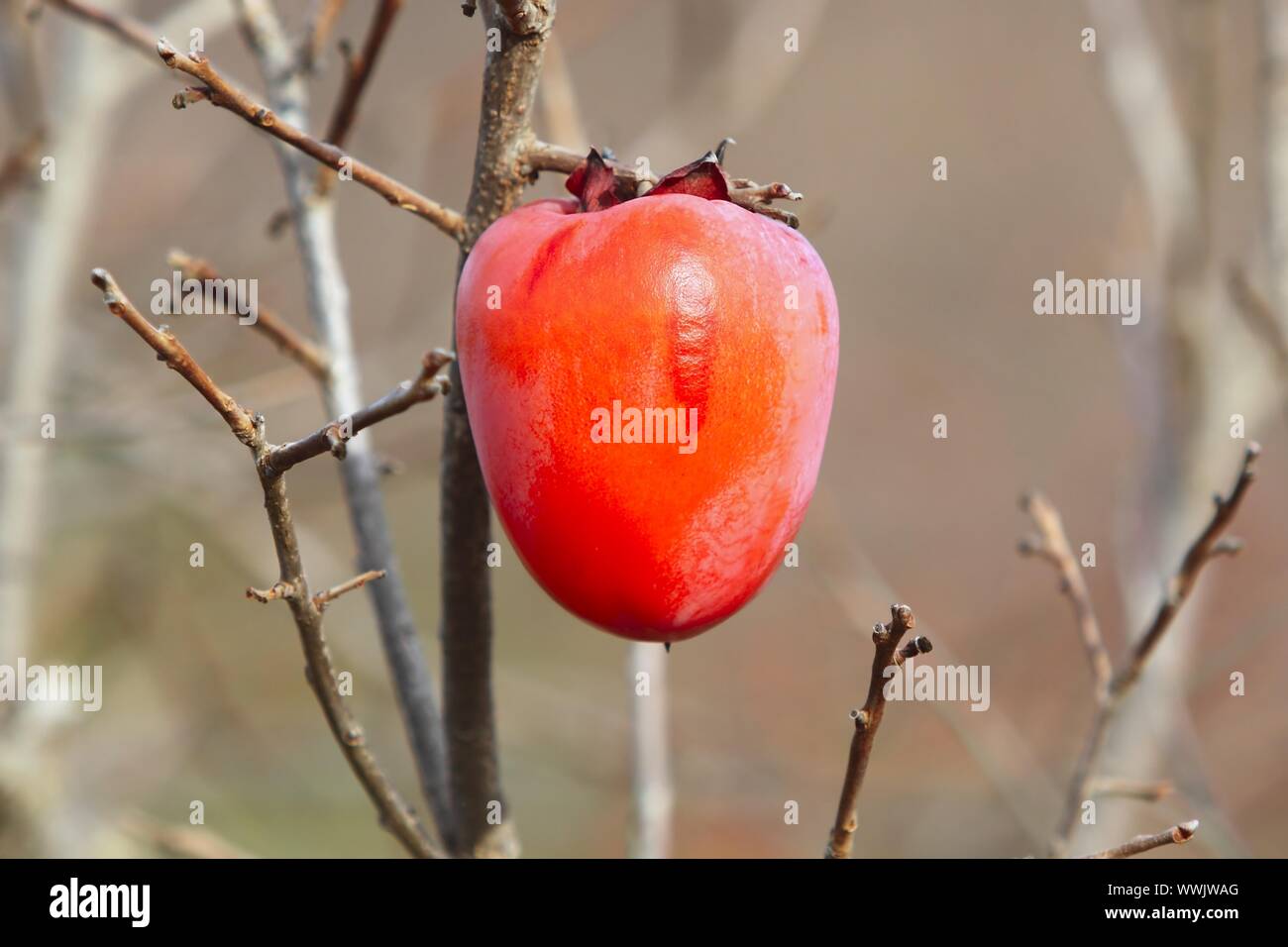 persimmon fruit tree autumn fruits Stock Photo - Alamy