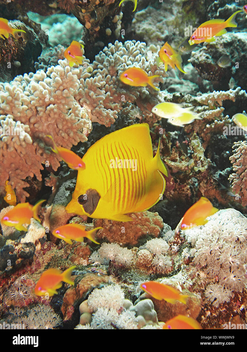 Tilefish hi-res stock photography and images - Alamy