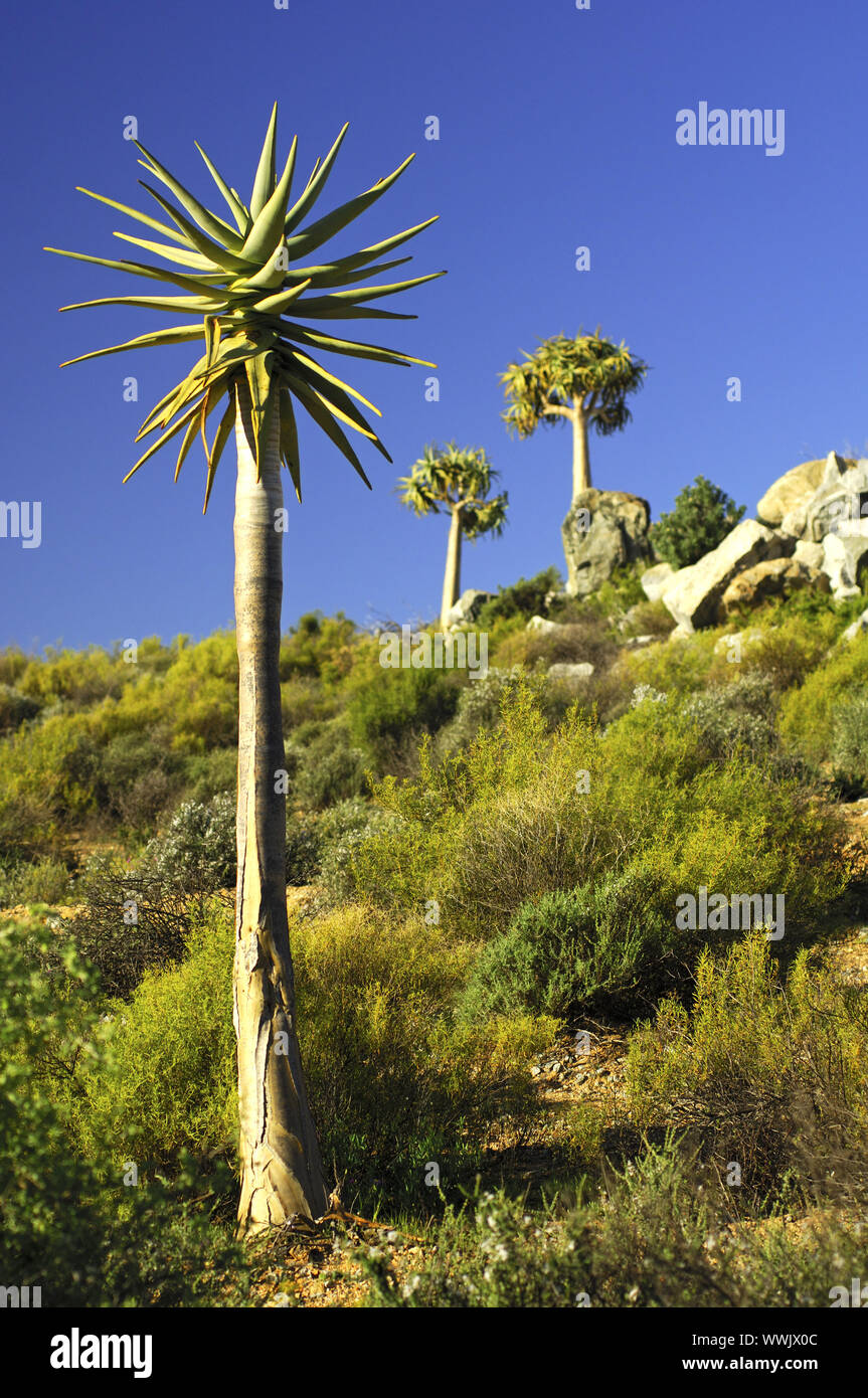 Bastard queen tree (Aloe pillansii Stock Photo - Alamy