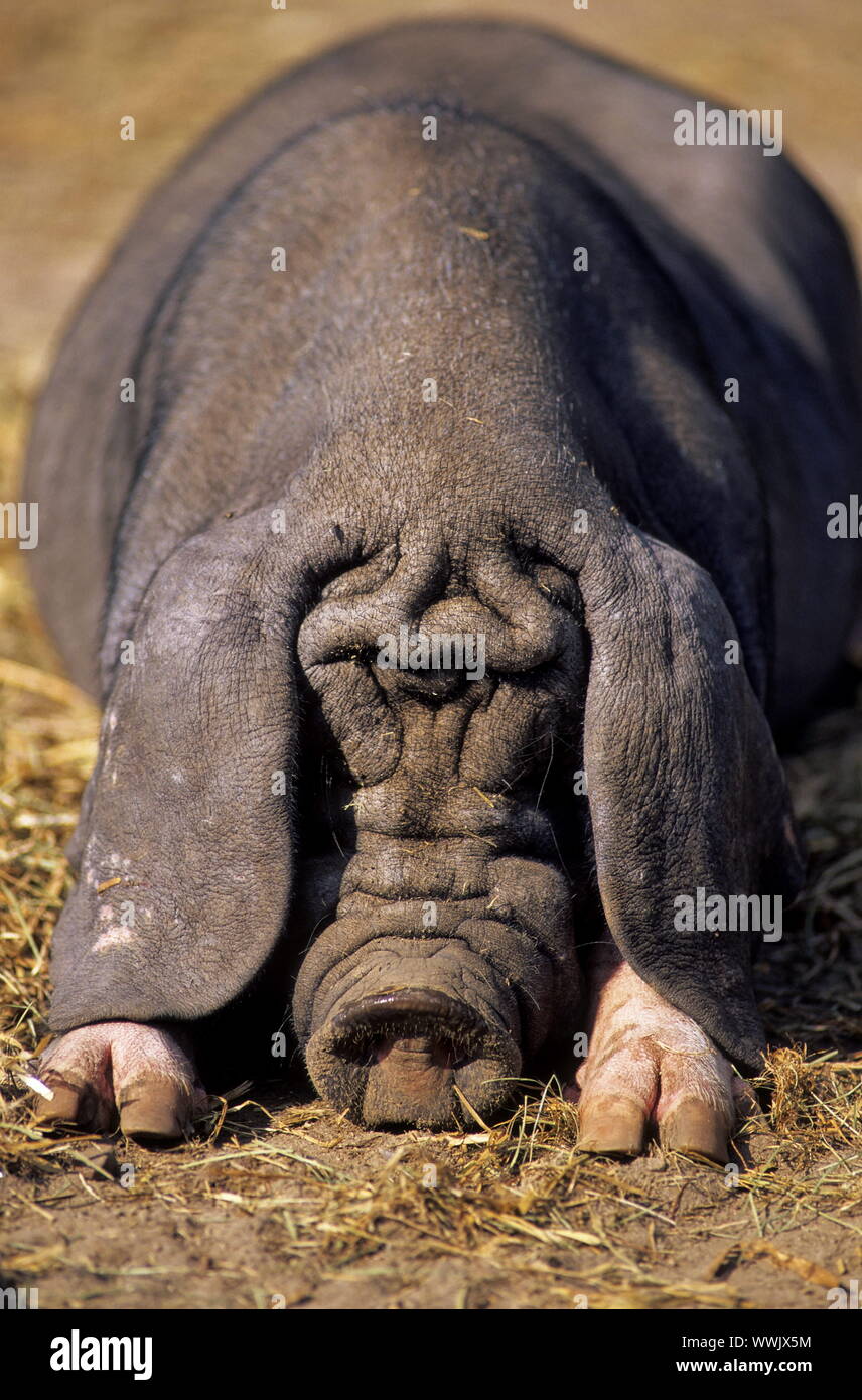 Red colored Husum protest pig Stock Photo - Alamy