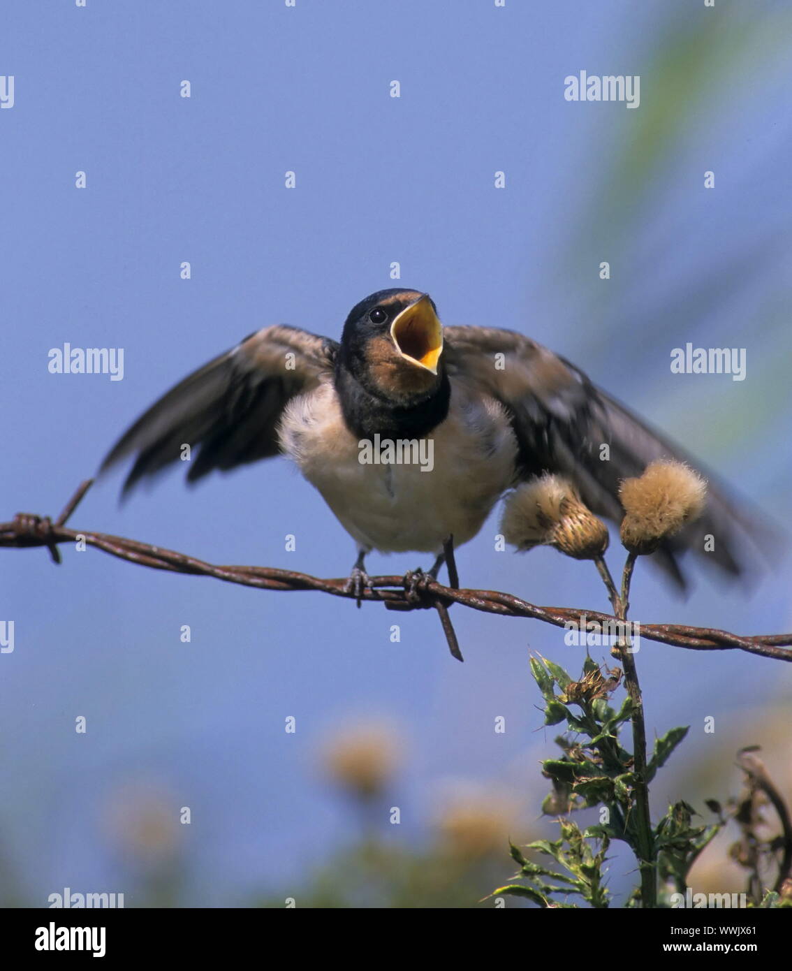 Hirundo rustica hi-res stock photography and images - Alamy
