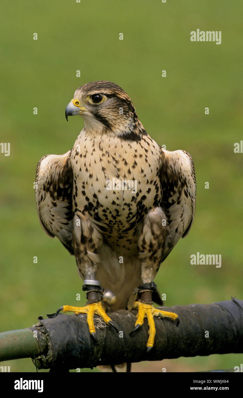 Saker Falcon (Falco cherrug Stock Photo - Alamy