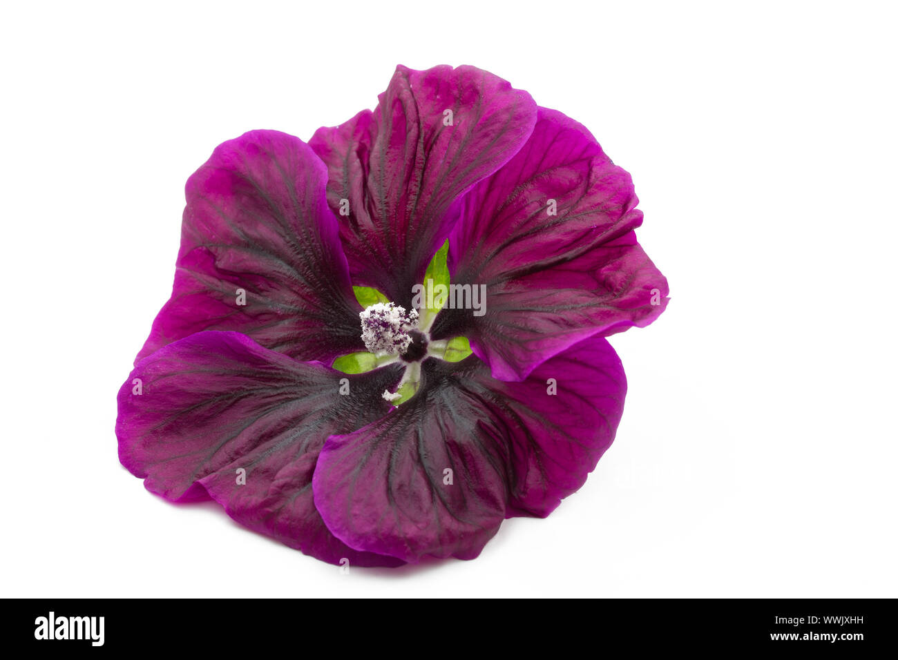 Purple mallow on white background Stock Photo - Alamy