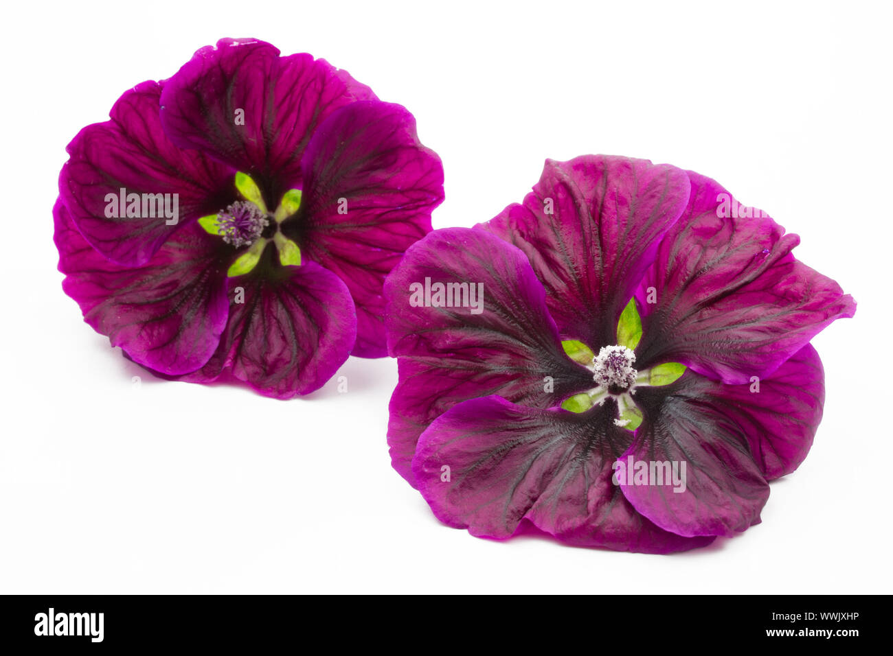 Purple mallow on white background Stock Photo - Alamy