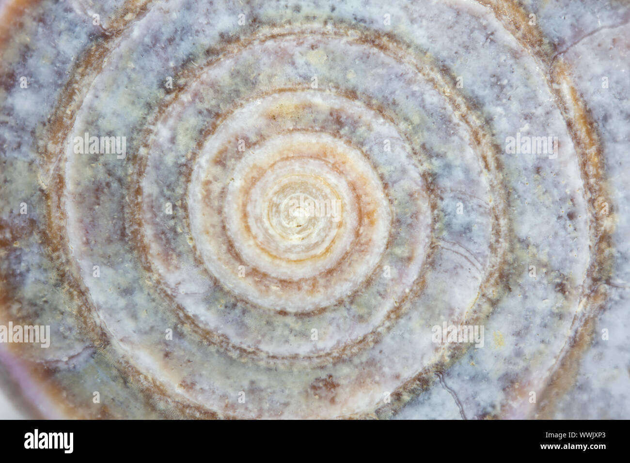 Clam shape hi-res stock photography and images - Alamy