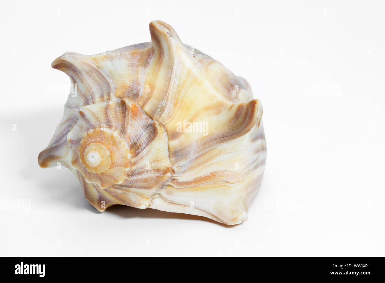 Sea snails on white background Stock Photo - Alamy