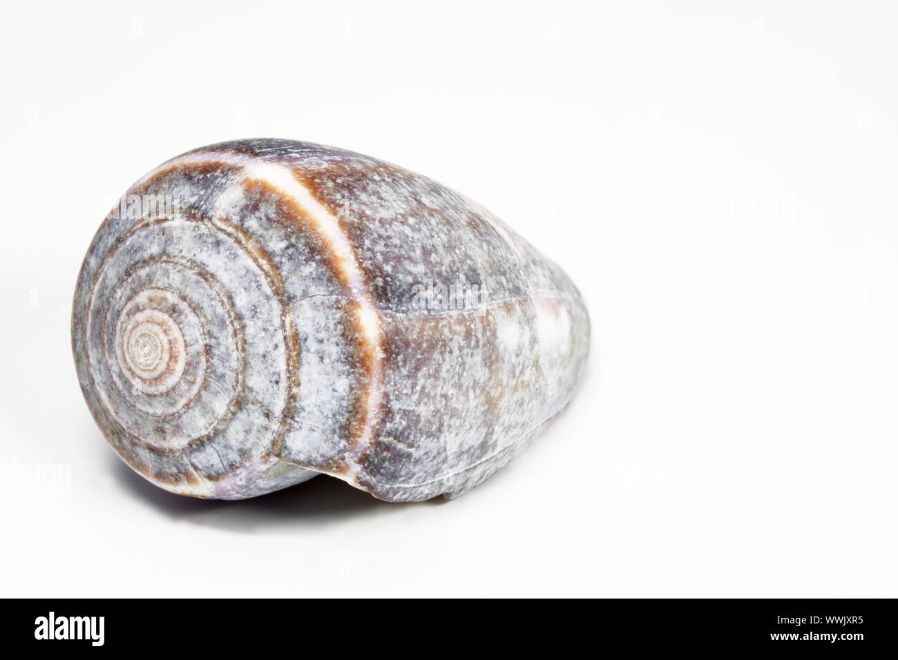 Sea snails on white background Stock Photo - Alamy