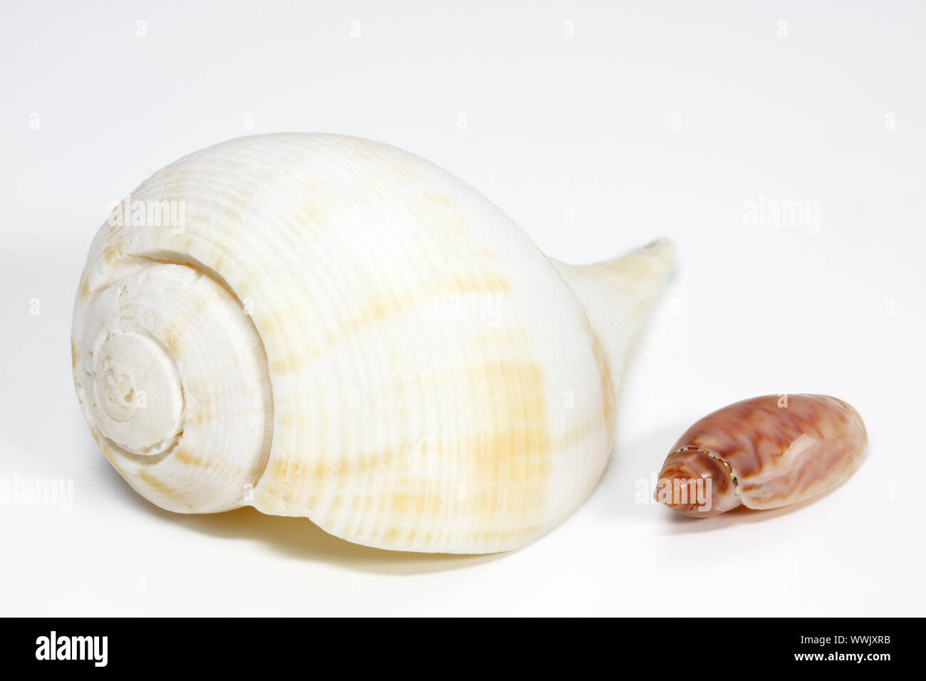 Sea snails on white background Stock Photo - Alamy