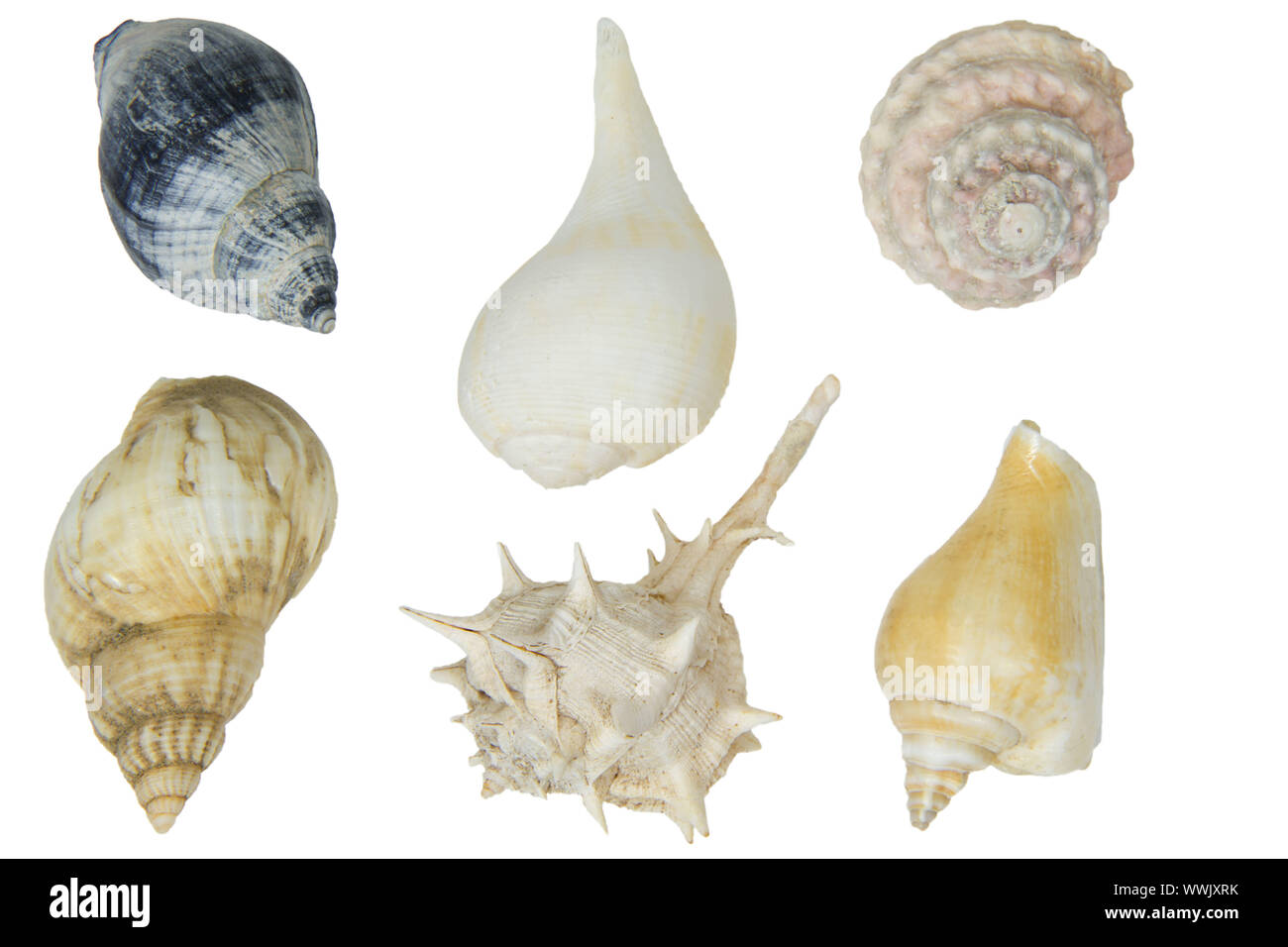 Selection of shells on white background Stock Photo - Alamy