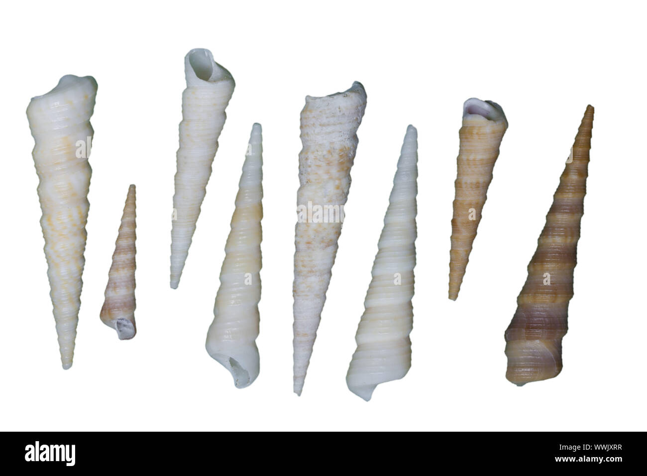 Sea life on seashore Cut Out Stock Images & Pictures - Alamy