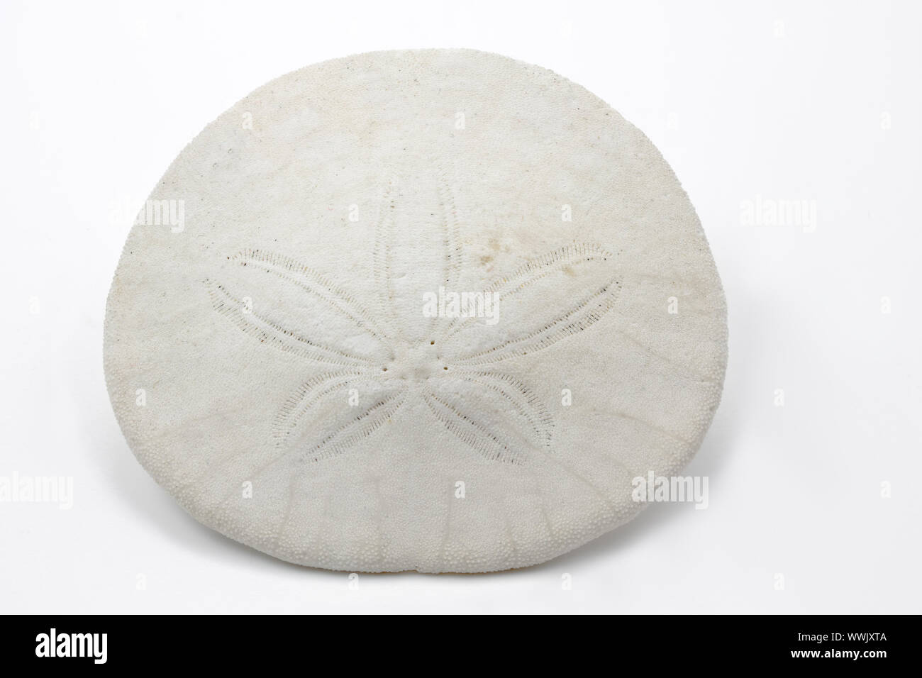 Sanddollar on white background Stock Photo - Alamy