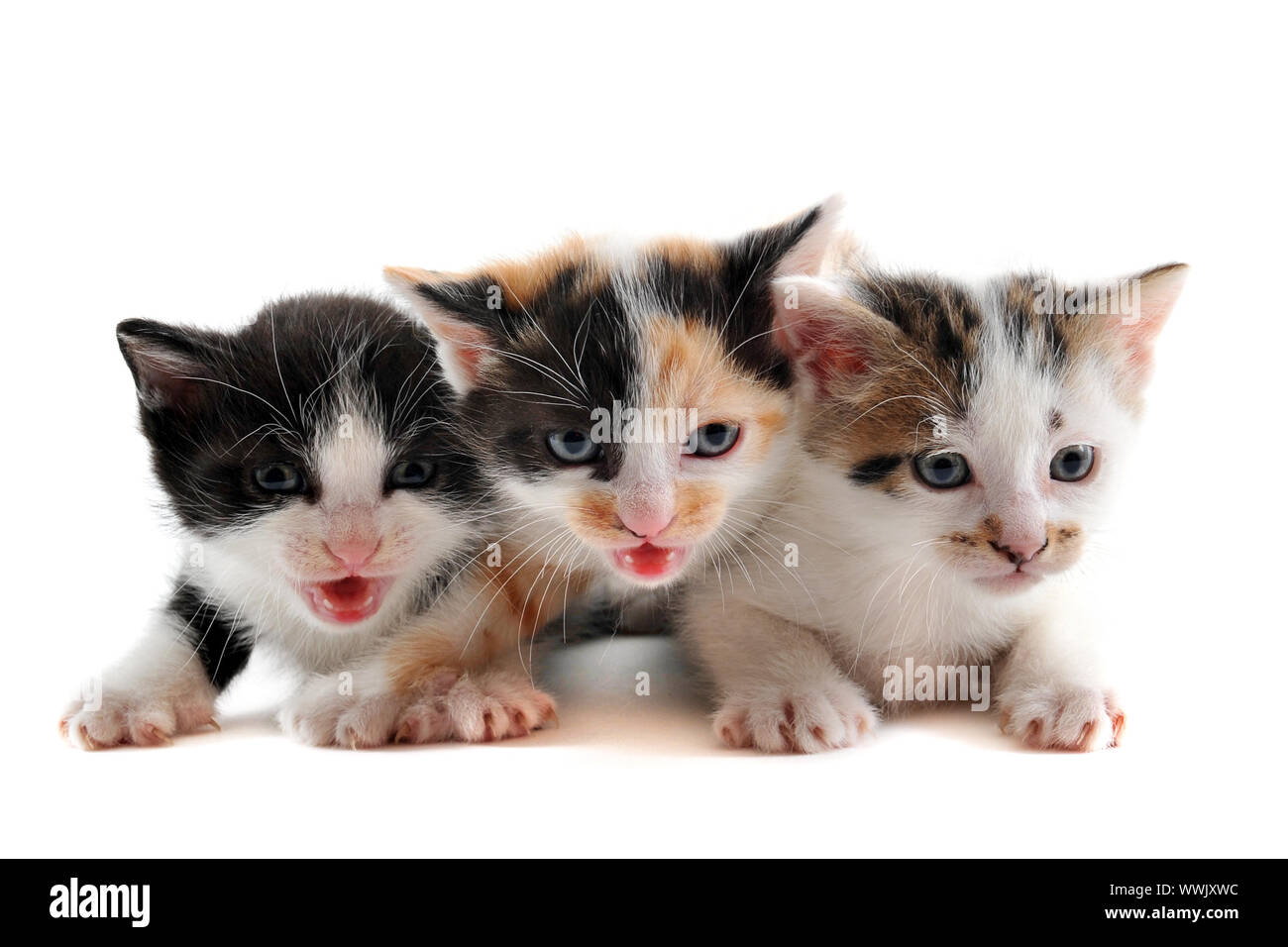 three cute kitten in front of white background Stock Photo - Alamy