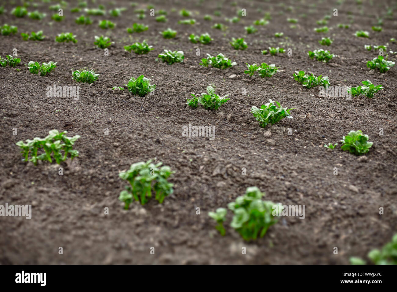 Young potato plants sprouting hi-res stock photography and images - Alamy