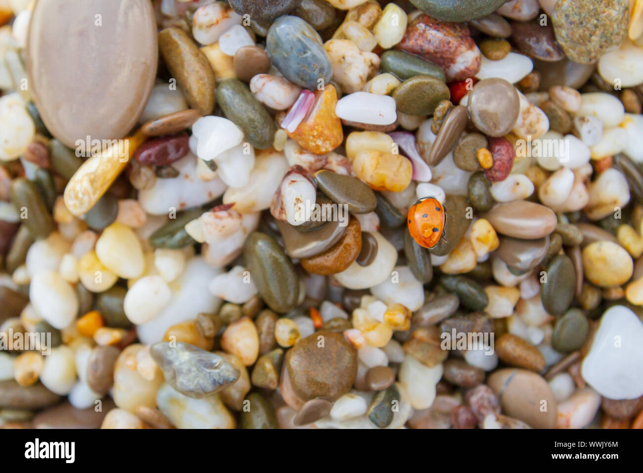Insect sitting on the beach pebbles near the sea Stock Photo - Alamy